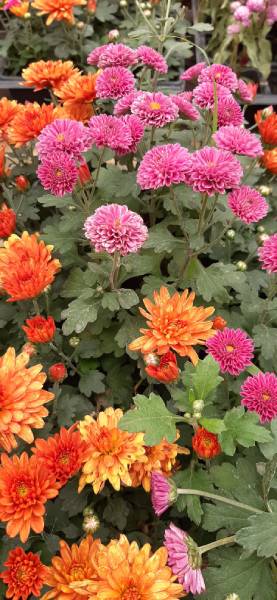 MINI CRISANTEMO - Verde Flora